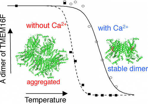 Role of Ca2+ in the Stability and Function of TMEM16F and 16K,Biochemistry - X-MOL