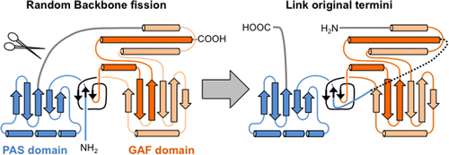 Tolerance of a Knotted Near-Infrared Fluorescent Protein to Random ...