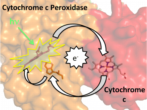 Constraints on the Radical Cation Center of Cytochrome c Peroxidase for ...