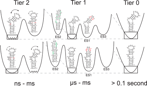 Shortening the HIV-1 TAR RNA Bulge by a Single Nucleotide Preserves ...