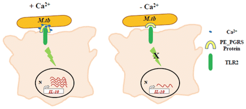 The PE_PGRS Proteins of Mycobacterium tuberculosis Are Ca2+ Binding ...