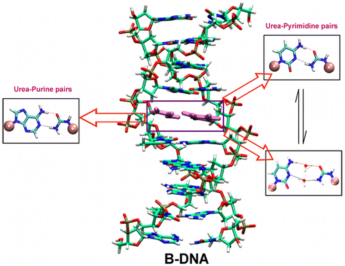 尿素通过氢键和堆积相互作用保留B-DNA双链体的螺旋完整性，从而模拟了核糖核酸酶。,Biochemistry - X-MOL
