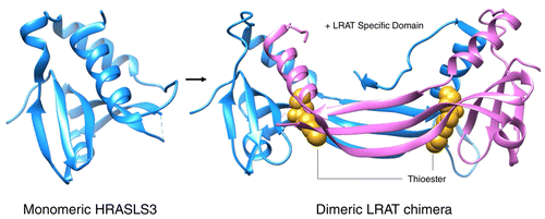 Lecithin:Retinol Acyltransferase: A Key Enzyme Involved in the Retinoid ...