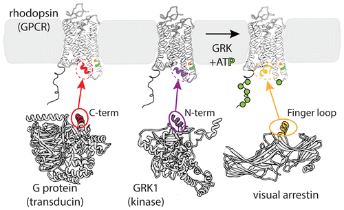 视紫红质激酶（GRK1）N末端和转导蛋白GαC末端与视紫红质TM5上相同的“疏水膜”相互作用的证据,Biochemistry - X-MOL