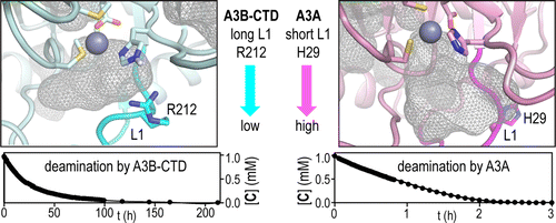 APOBEC3B催化域的核磁共振结构：底物结合和DNA脱氨酶活性的结构基础。,Biochemistry - X-MOL