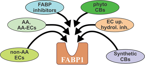 FABP1：一种新型的肝内源性大麻素和大麻素结合蛋白,Biochemistry - X-MOL