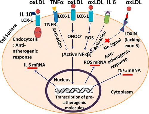 凝集素样氧化的低密度脂蛋白（LDL）受体（LOX-1）：氧化的LDL的变色龙受体,Biochemistry - X-MOL