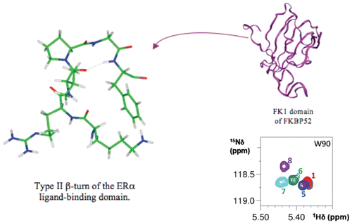 A β-Turn Motif in the Steroid Hormone Receptor’s Ligand-Binding Domains ...