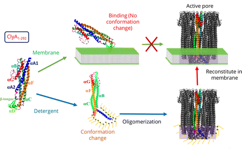 溶质素A的溶剂暴露C端形成孔的毒素指导膜中孔的形成和通道功能,Biochemistry - X-MOL