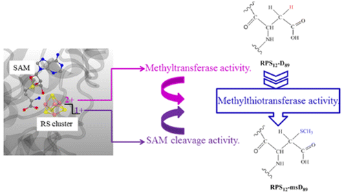 甲硫基转移酶RimO中 S- 腺苷甲硫氨酸（SAM）结合Fe–S簇的氧化还原行为，以了解双重SAM活性。,Biochemistry - X-MOL