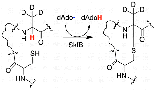 SkfB Abstracts a Hydrogen Atom from Cα on SkfA To Initiate Thioether ...