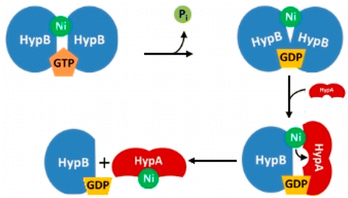 Mechanism of Selective Nickel Transfer from HypB to HypA, Escherichia ...