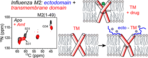 The Influenza M2 Ectodomain Regulates the Conformational Equilibria of ...