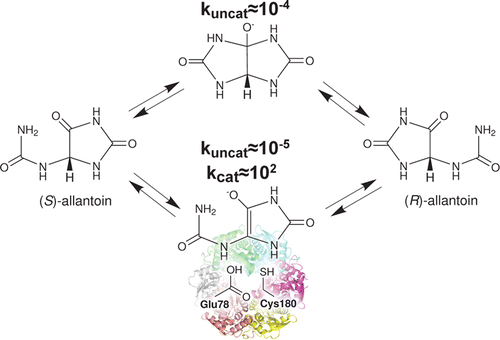 The Structure and Function of a Microbial Allantoin Racemase Reveal the ...