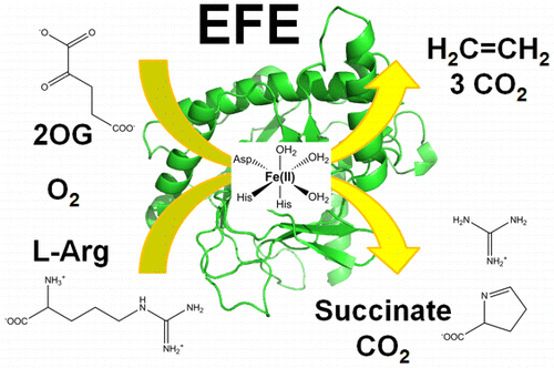 Biochemical and Spectroscopic Characterization of the Non-Heme Fe(II ...