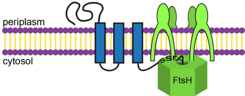 The AAA+ FtsH Protease Degrades an ssrA-Tagged Model Protein in the ...