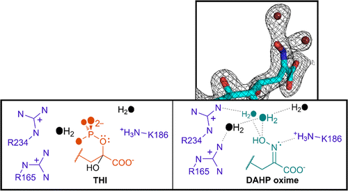 Potent Inhibition of 3-Deoxy-d-arabinoheptulosonate-7-phosphate (DAHP ...