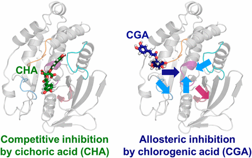 Characterization of Protein Tyrosine Phosphatase 1B Inhibition by ...