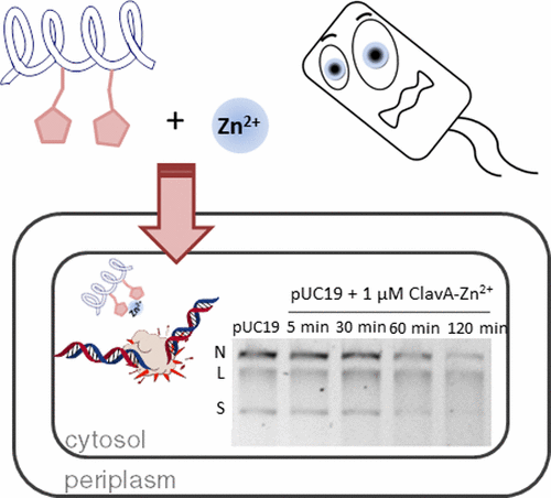 Exploration of the Innate Immune System of Styela clava: Zn2+ Binding ...