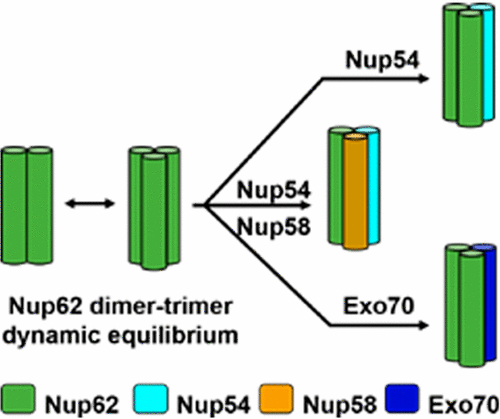 The Nup62 Coiled-Coil Motif Provides Plasticity for Triple-Helix Bundle ...