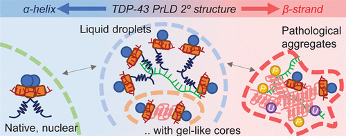 与TDP-43相接,Biochemistry - X-MOL