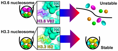 Crystal Structure and Characterization of Novel Human Histone H3 ...