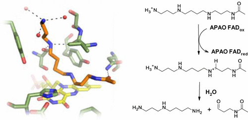 The Structure of Murine N1-Acetylspermine Oxidase Reveals Molecular ...