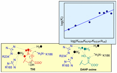 Linear Free Energy Relationship Analysis of Transition State Mimicry by ...