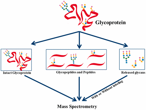 Decoding of O-Linked Glycosylation by Mass Spectrometry,Biochemistry ...