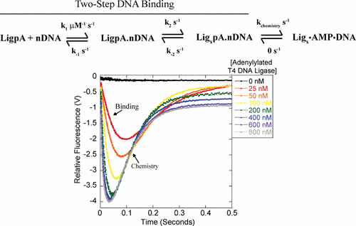 Rapid Time Scale Analysis of T4 DNA Ligase–DNA Binding,Biochemistry - X-MOL
