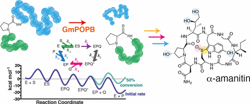 Kinetic Landscape of a Peptide Bond-Forming Prolyl Oligopeptidase ...