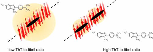 Binding of Thioflavin-T to Amyloid Fibrils Leads to Fluorescence Self ...