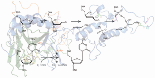 Biochemical Characterization of AP Lyase and m6A Demethylase Activities ...