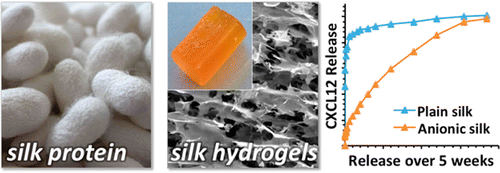 Sustained Delivery of Chemokine CXCL12 from Chemically Modified Silk ...