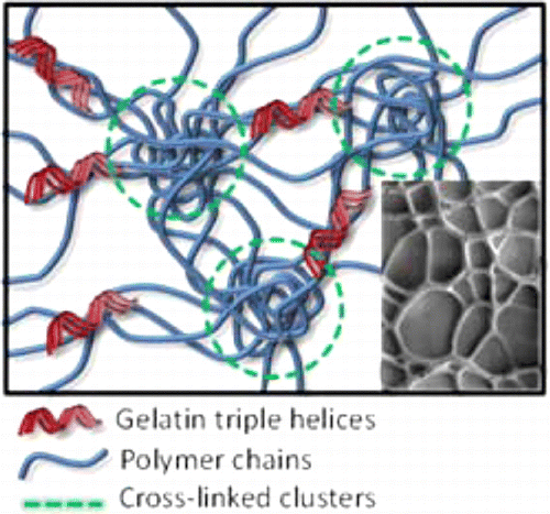 Exploring the Kinetics of Gelation and Final Architecture of ...