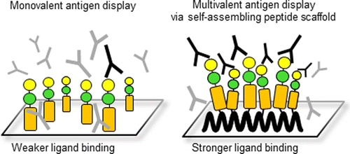 A Self-Assembling Peptide Scaffold for the Multivalent Presentation of ...