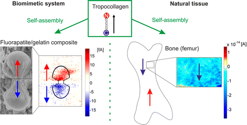 Polar Nature of Biomimetic Fluorapatite/Gelatin Composites: A ...