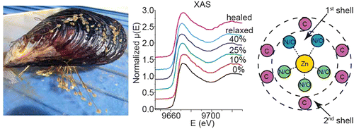 Role of Sacrificial Protein–Metal Bond Exchange in Mussel Byssal Thread ...