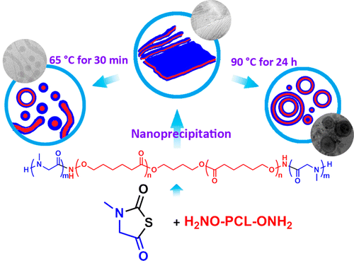 肌氨酸 N- 硫代羧酸酐的开环聚合反应制备聚（ε-己内酯）- 嵌段 -聚肌氨酸：合成及热响应性自组装 ,Biomacromolecules ...