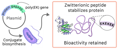 EKylation: Addition of an Alternating-Charge Peptide Stabilizes Proteins,Biomacromolecules - X-MOL