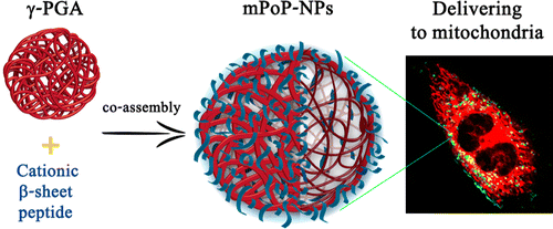 Coassemblies of the Anionic Polypeptide γ-PGA and Cationic β-Sheet ...