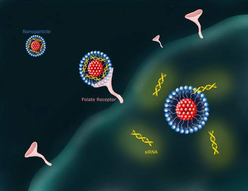 Folate Receptor Targeted Delivery of siRNA and Paclitaxel to Ovarian ...