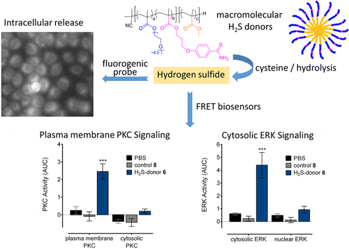 Macromolecular Hydrogen Sulfide Donors Trigger Spatiotemporally ...