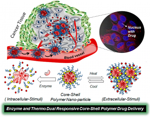 Enzyme and Thermal Dual Responsive Amphiphilic Polymer Core–Shell ...