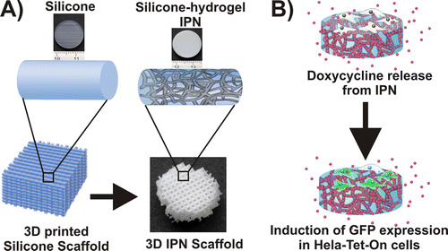 3D Printed Silicone–Hydrogel Scaffold with Enhanced Physicochemical Properties,Biomacromolecules ...