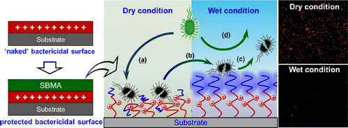 Hierarchical Polymer Brushes with Dominant Antibacterial Mechanisms ...