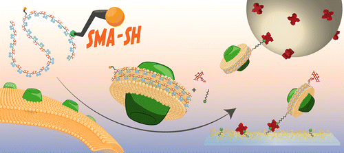 SMA-SH: Modified Styrene–Maleic Acid Copolymer for Functionalization of ...
