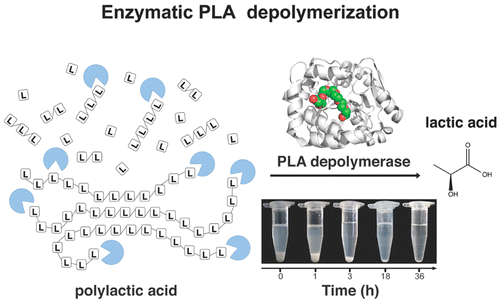 Biochemical and Structural Insights into Enzymatic Depolymerization of ...
