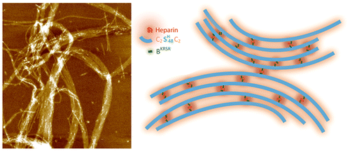 Heparin as a Bundler in a Self-Assembled Fibrous Network of ...