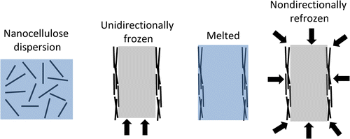 Directional Freezing of Nanocellulose Dispersions Aligns the Rod-Like ...